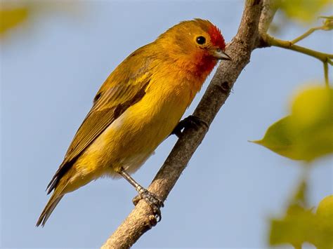 Fire Capped Tit Ebird
