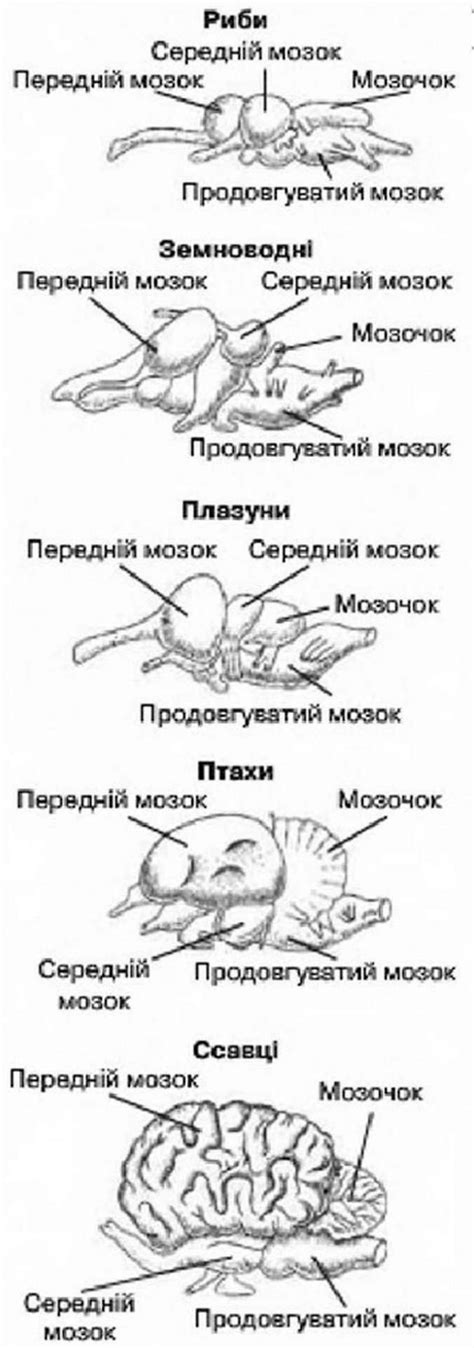 Установіть відповідність між зображеннями головного мозку та групами хребетних тварин Вкажіть