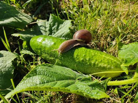 Holes In Cucumbers 9 Potential Causes And Remedies