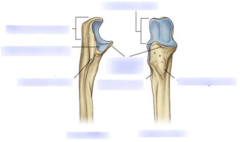 Proximal End Of The Ulna Wk1 Diagram Quizlet
