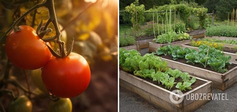 Що не можна садити біля помідорів правила сусідства на городі Oboz Ua