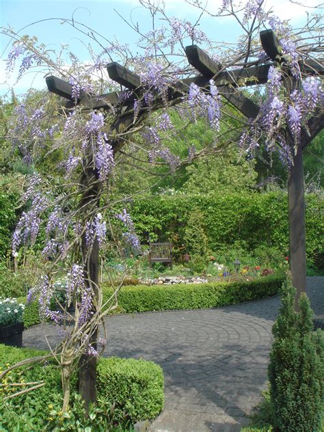 Pruning Wisteria For Better Flowering Blue Wisteria Flowers On