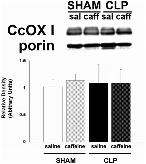 Steady State Levels Of Cytochrome Oxidase Ccox I Protein A Download Scientific Diagram