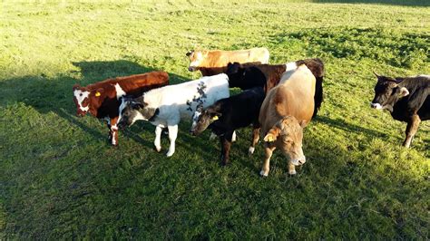 Nipi Rantšo Home Facebook