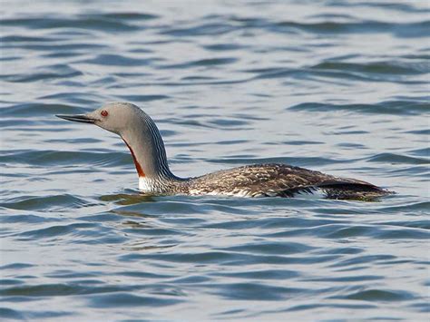 Red Throated Diver Audubon