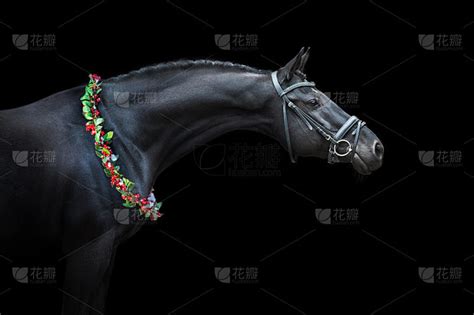 带缰绳的马肖像