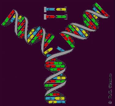 Dna Replication Animation  S Phase Interphase — Overview