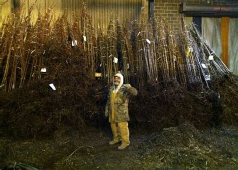 Benefits Of Bare Root Plants