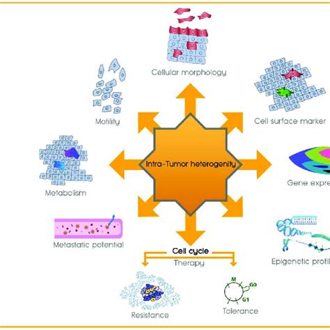 Intra Tumor Heterogeneity A Different Facets Of Intra Tumor Download Scientific Diagram