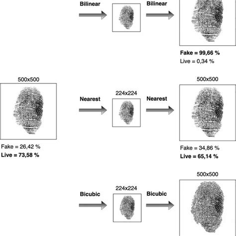 Occlusion Method On The Proposed Approach Stages A Live Fingerprint Download Scientific