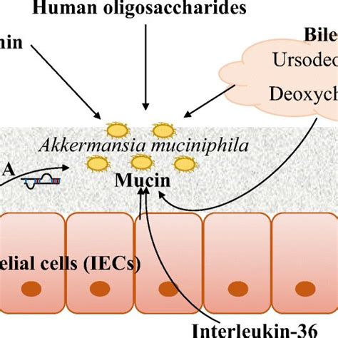 The Interaction Between A Muciniphila And Other Bacteria Download