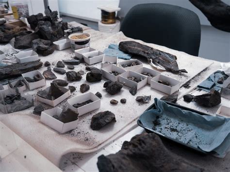 How Are Fossils Formed Everything You Need To Know FossilsUK Blog