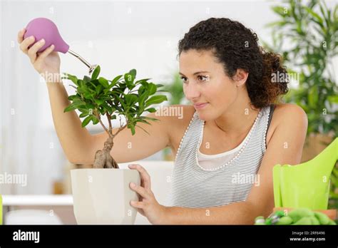 Woman Watering Bonsai Tree Stock Photo Alamy