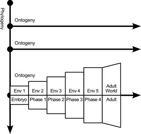Phylogenetic And Ontogenetic Dimensions Of Development Download