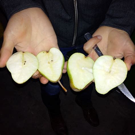 Pera Rocha Questi Sono I Risultati Fruit Control Equipments