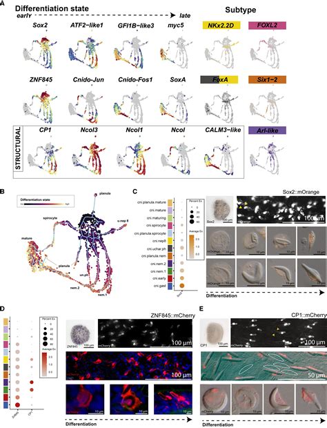 Single Cell Transcriptomics Identifies Conserved Regulators Of Neuroglandular Lineages Cell Reports