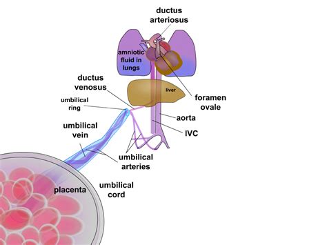 Fetal Circulation Embryology A Web Site