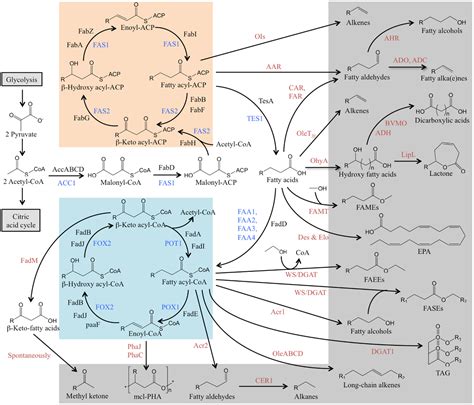 Simple Fatty Acid Synthesis Pathway Diagram
