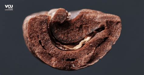 Understanding Coffee Density Vcu Vietnam Coffee United