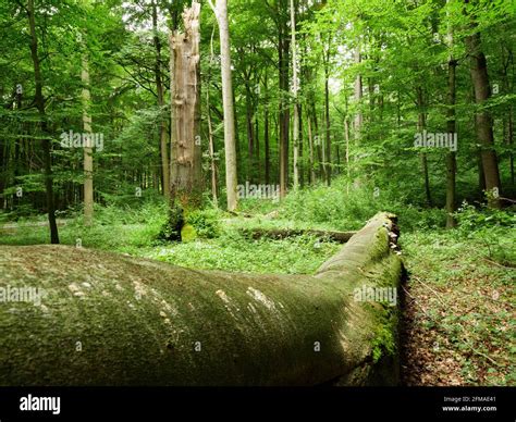 Hainich National Park Unesco World Heritage Beech Forest Primeval