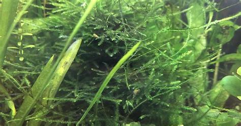 Some Java Moss Album On Imgur