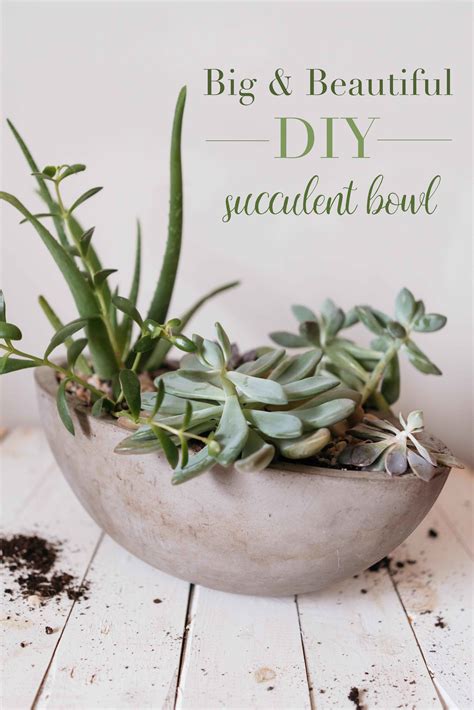 Succulent Planter Tutorial Simple Diy Project With Succulents