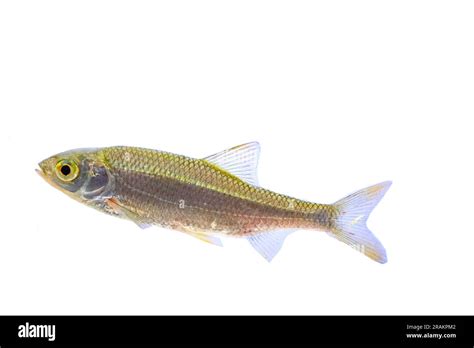 Roach X Rudd Hybrid Fish Stock Photo Alamy