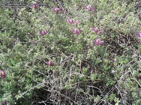 Plantfiles Pictures Dalea Species Trailing Indigo Bush Trailing
