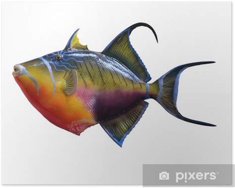 Poster Triggerfish Isolated With A White Background Pixersuk
