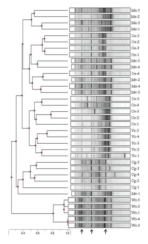 Upgma Dendrogram Based On Dgge Dietary Profiles From 6 Species Of Download Scientific Diagram