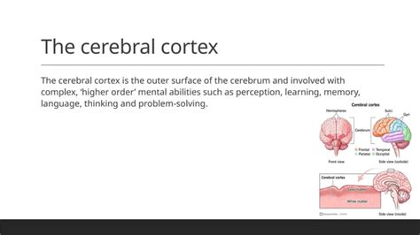Cerebral Cortex And Hemispheres 1pptx
