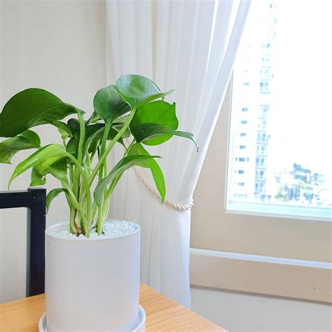 안방 안쪽 드레스룸 창에 묵직한 짙은색의 우드블라인드를 떼고 Windowdesigncurtain Facebook