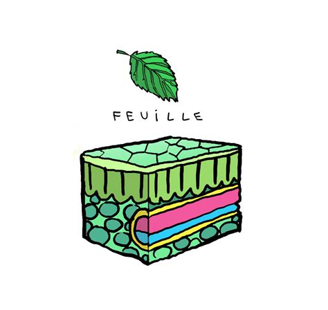 Coupe dessin technique Lexique spécialisé des études collégiales en français innu