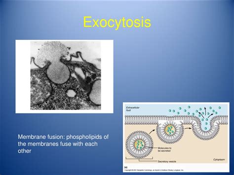 Ppt Exocytosis Endocytosis Vesicular Transport Powerpoint