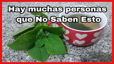 Propiedades Y Beneficios Del Orégano Consejos Y Remediosconsejos Y