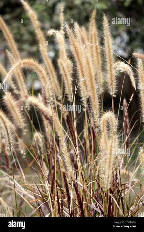 Foxtail Grass Identification