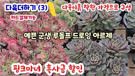 다육더하기3 예쁜 군생 다육이 핑크마녀 흑사금 할인 루돌프 아르제 드로잉 Youtube