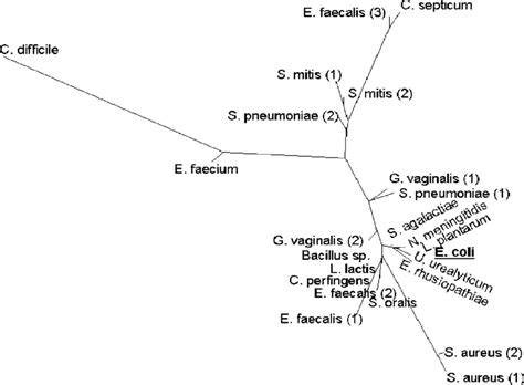 Phylogenetic Tree An Unrooted Phylogenetic Tree Was Created From A