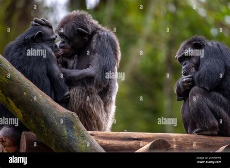 Chimpanzee Also Known As Chimp Showing Their Sociable Behavior Is A