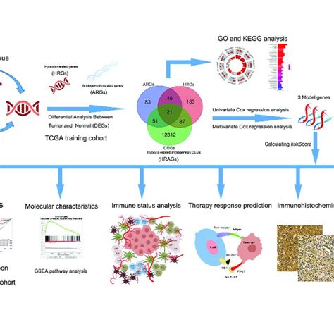 Screening And Enrichment Analysis Of Hypoxia Related Angiogenesis Download Scientific Diagram