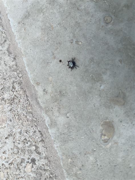 Found The Spider That The Broodmother Is Based Off Of R Groundedgame