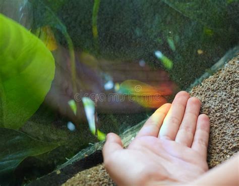 Palm Of Hand Catching A Rainbow Reflection Lgtbi Stock Image Image