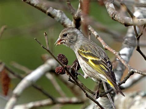 Pine Siskin Celebrate Urban Birds