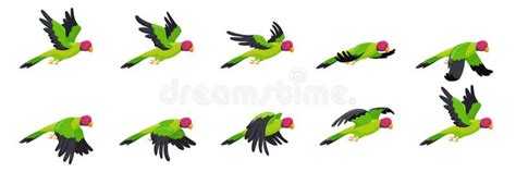 Flying Bird Animation Cycle