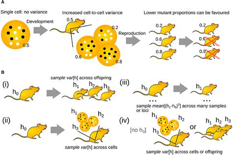 Bottleneck Effect Example Bottleneck Effect Example