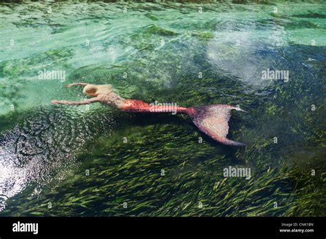 Mermaid Floating On Her Stomach Above An Eel Grass Bed In A River In Weeki Wachee Springs