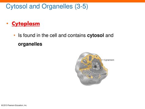 Cell Structure And Function Ppt Download