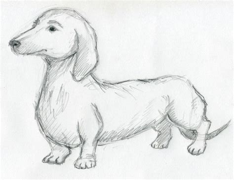 Wiener Dog Sketch Finished By Selcv On Newgrounds