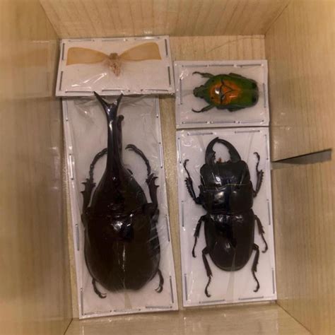 Assorted Bugs Insects Specimen Wholesale Mix Lot Bulk Etsy