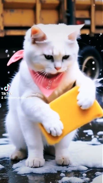 Cats Working At Car Wash Trendingshorts Cat Works Beautiful Funny